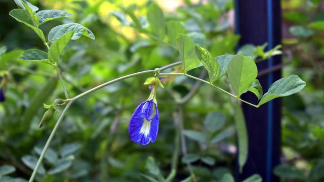 7 Resep Olahan Bunga Telang, Tidak Hanya Jadi Minuman