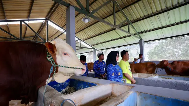Melihat Peternakan Sapi Beromset Miliaran Milik Anak Muda Banyuwangi ...