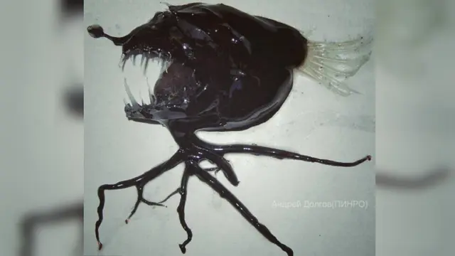 5 Penampakan Monster Laut yang Ditangkap oleh Nelayan Rusia - Global ...