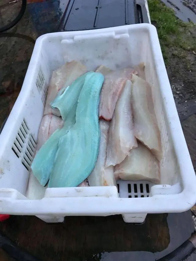 Spesies Ikan Ini Punya Daging Berwarna Biru Neon, Begini Kata Ilmuwan ...