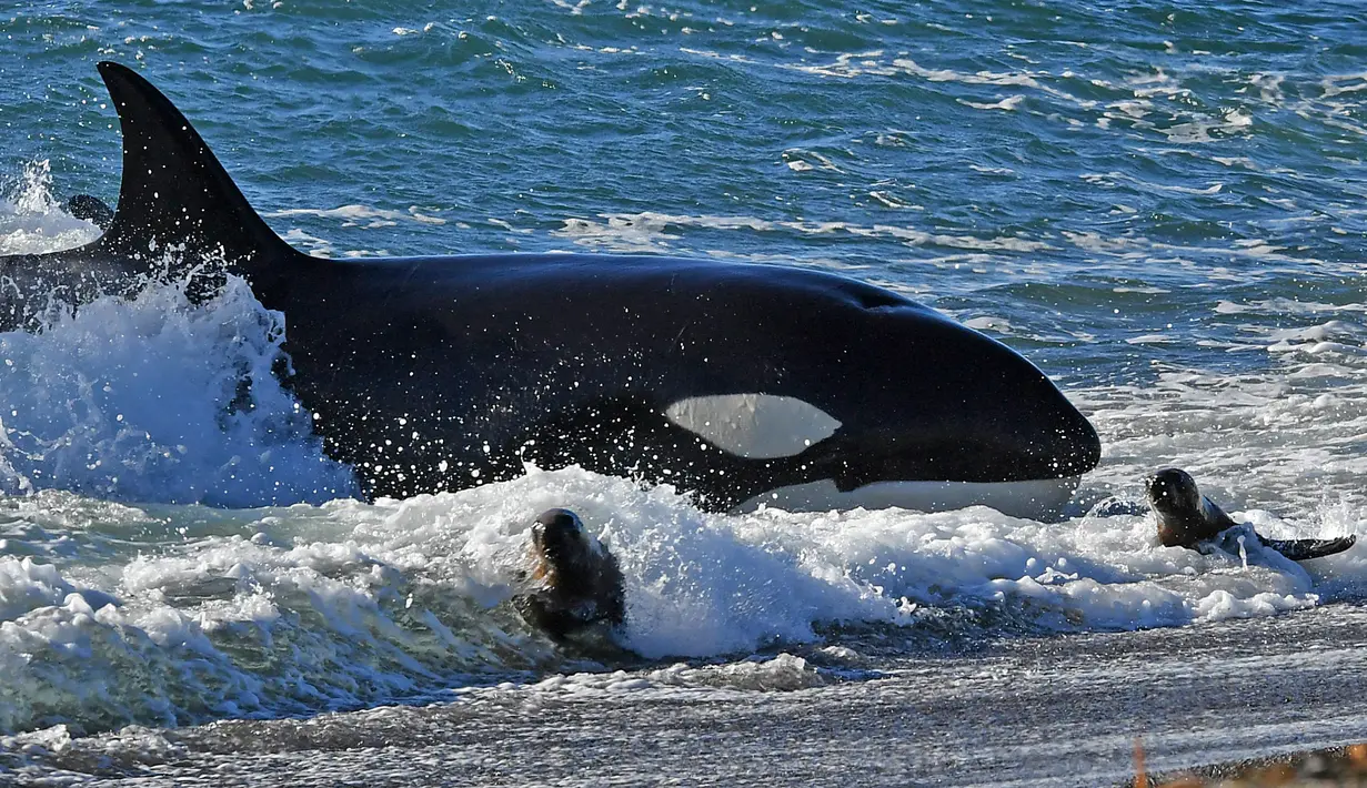 FOTO: Ganasnya Paus Orca Berburu Singa Laut hingga ke Tepi Pantai ...