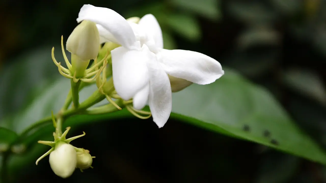 15 Jenis Tumbuhan Tropis yang Cocok Jadi Tanaman Hias, Cantik dan Asri ...