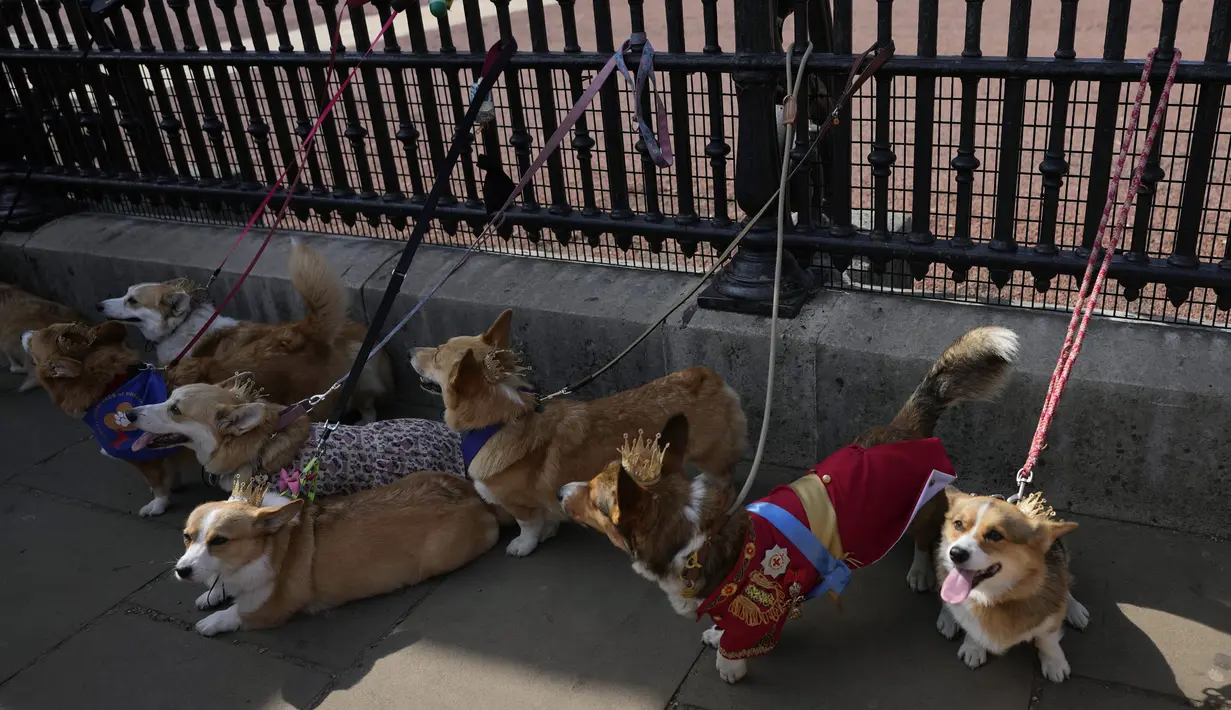 Parade Corgis di Istana Buckingham, Menandai Setahun Kematian Ratu ...
