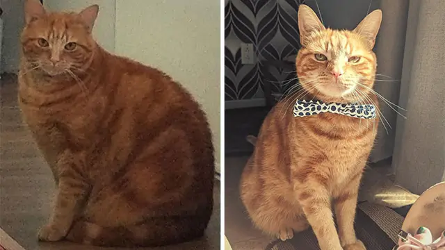 8 Potret Keren Transformasi Kucing Obesitas jadi Kurus - Citizen6 ...