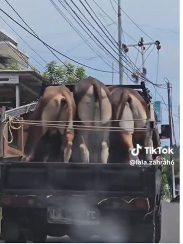6 Potret Kocak Sapi Kurban saat Diantar ke Tempat Sembelih, Pasrah Banget