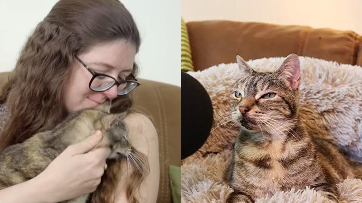 Kucing Ini Cetak Rekor Dengkuran Paling Keras di Dunia, Segini ...