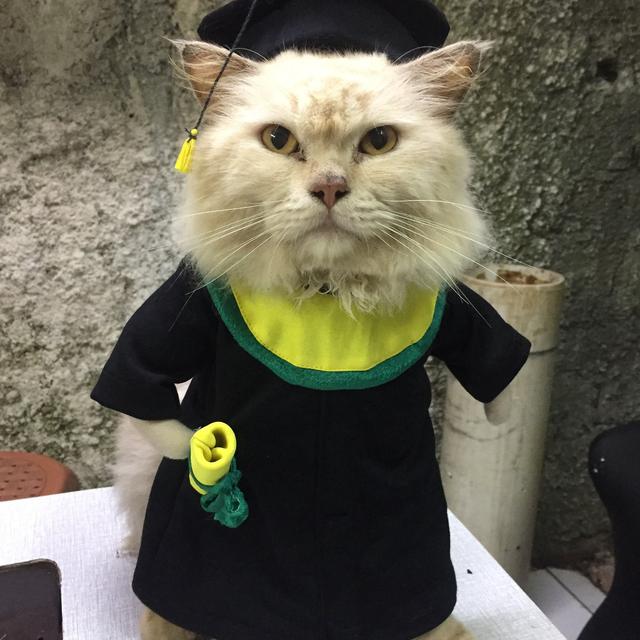 6 Potret Kucing Pakai Kostum Berbagai Profesi Ini Bikin Ketawa Geli ...
