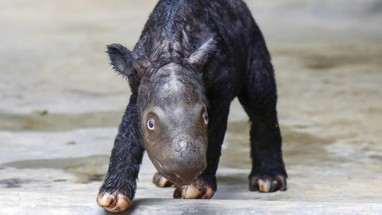Selamat! Badak Sumatera Delilah Lahirkan Anak Pertama di Taman Nasional ...