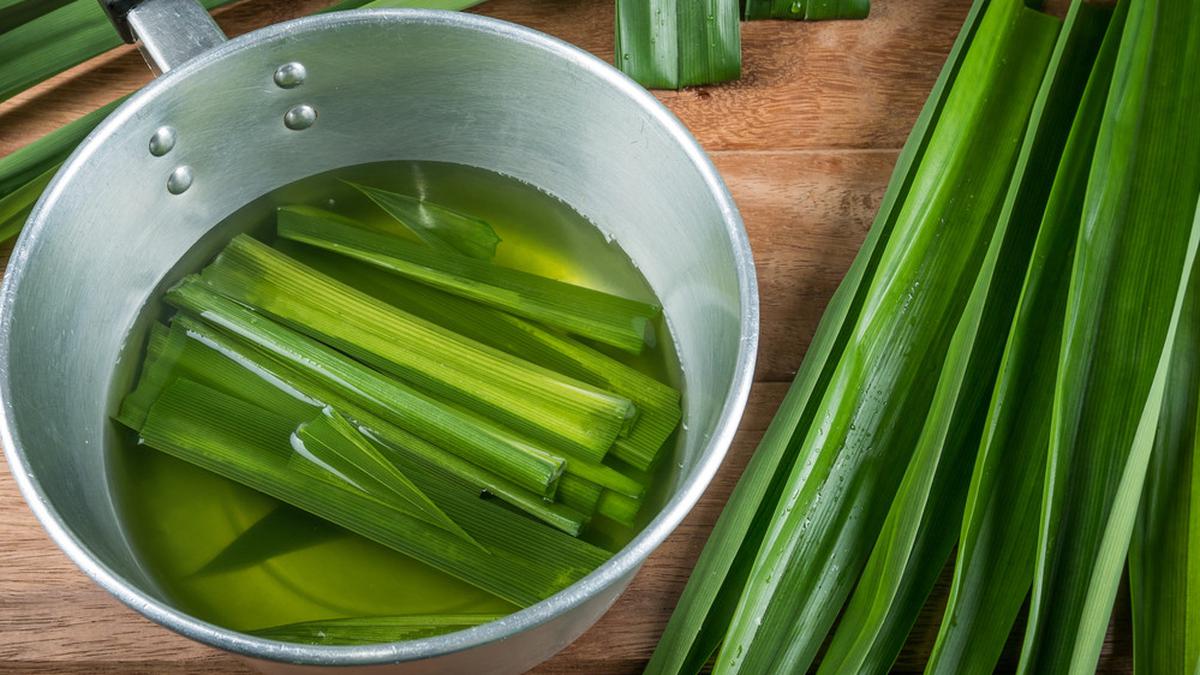 Cara Membuat Rebusan Daun Pandan Penurun Asam Urat dan Kolesterol
