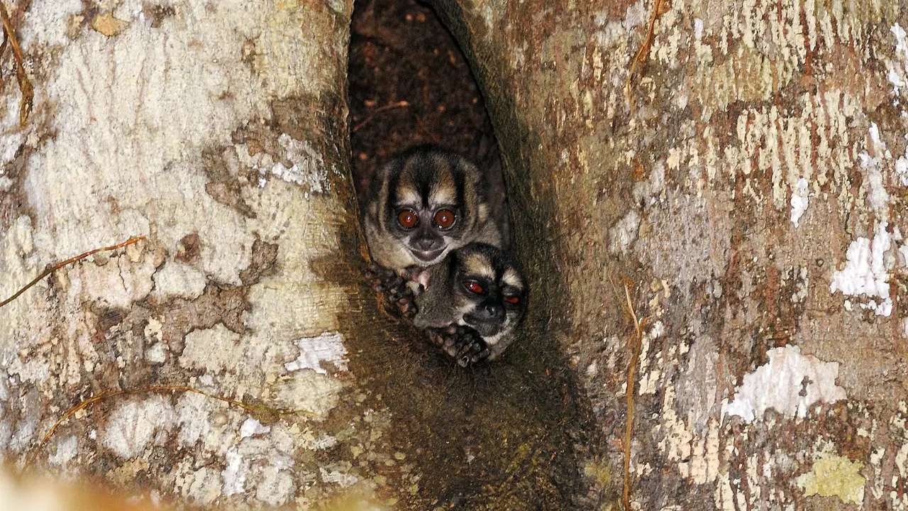 9 Spesies Monyet Paling Langka dan Unik, Ada yang Berwajah Putih ...
