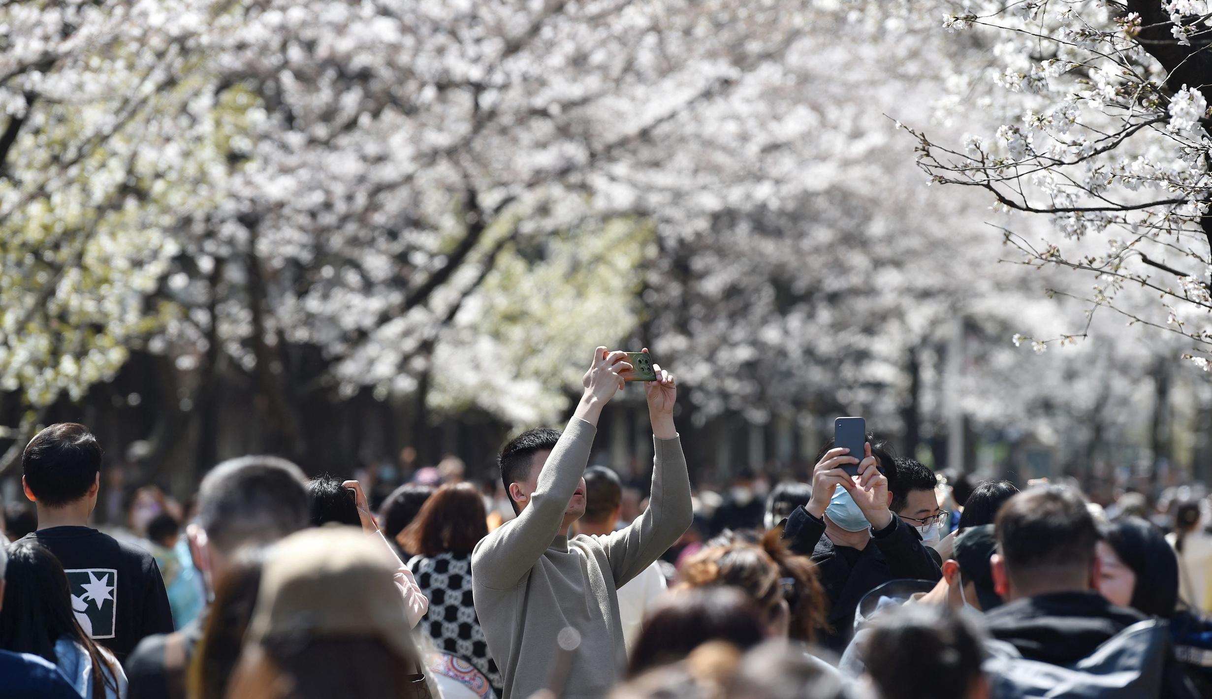 Saat Bunga Sakura Bermekaran di China