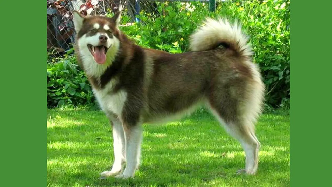 Kenapa Anjing Disebut Hewan Paling Setia? - Citizen6 Liputan6.com