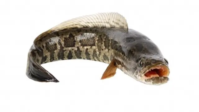 6 Fakta Menarik tentang Ikan Gabus, sang Predator Air Tawar - Regional ...