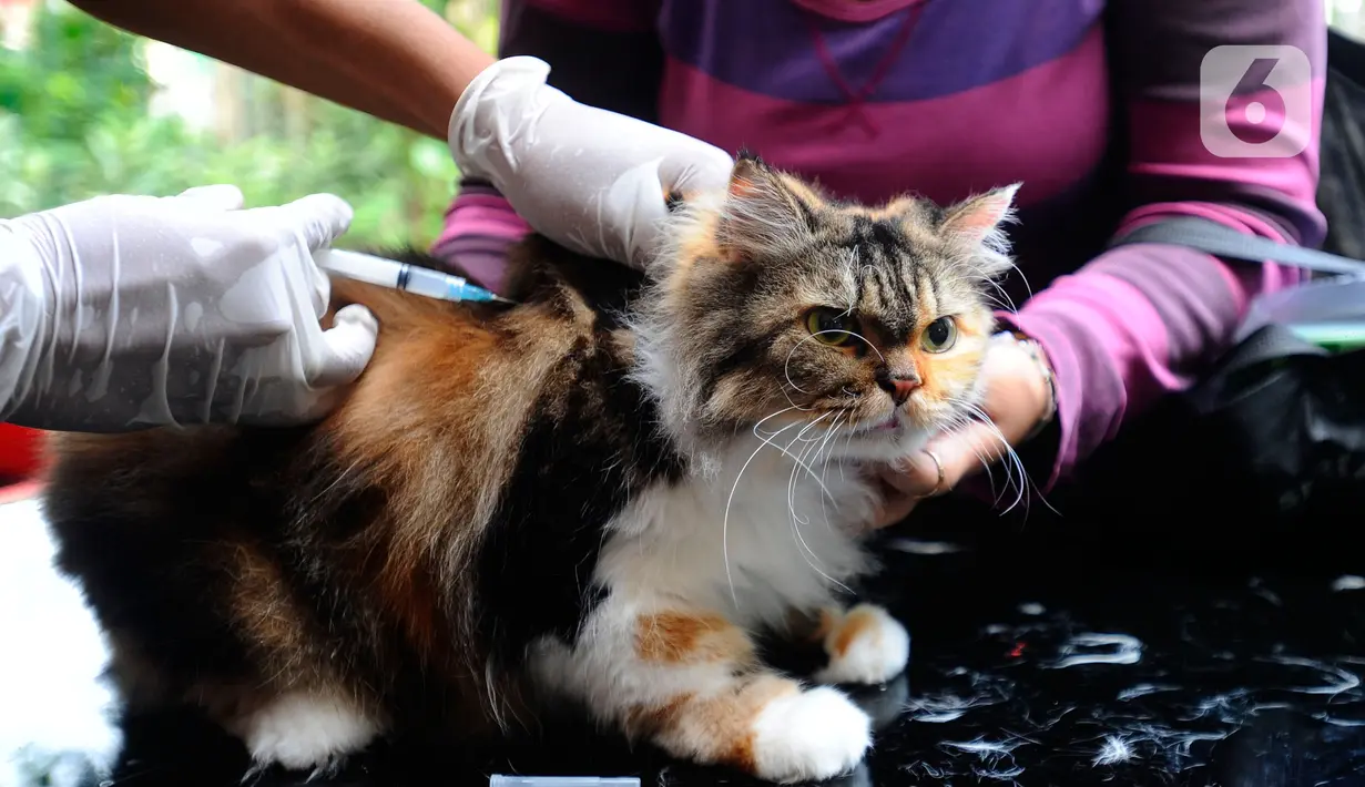 Vaksin Rabies Gratis untuk Hewan Peliharaan di Jakarta - Foto Liputan6.com