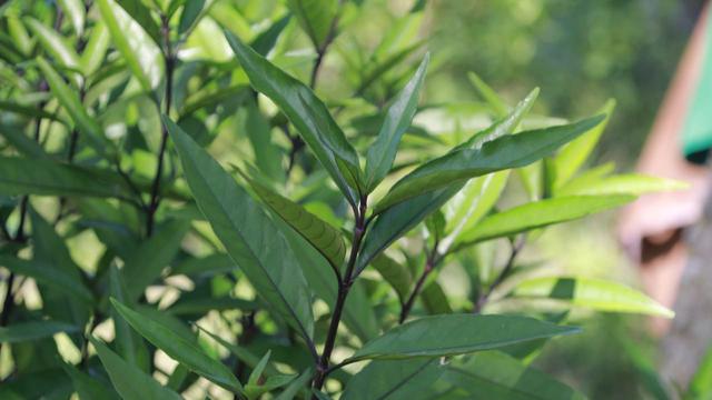 Serba-serbi Gandarusa, Bahan Herbal yang Jadi Alat Kontrasepsi Alami ...