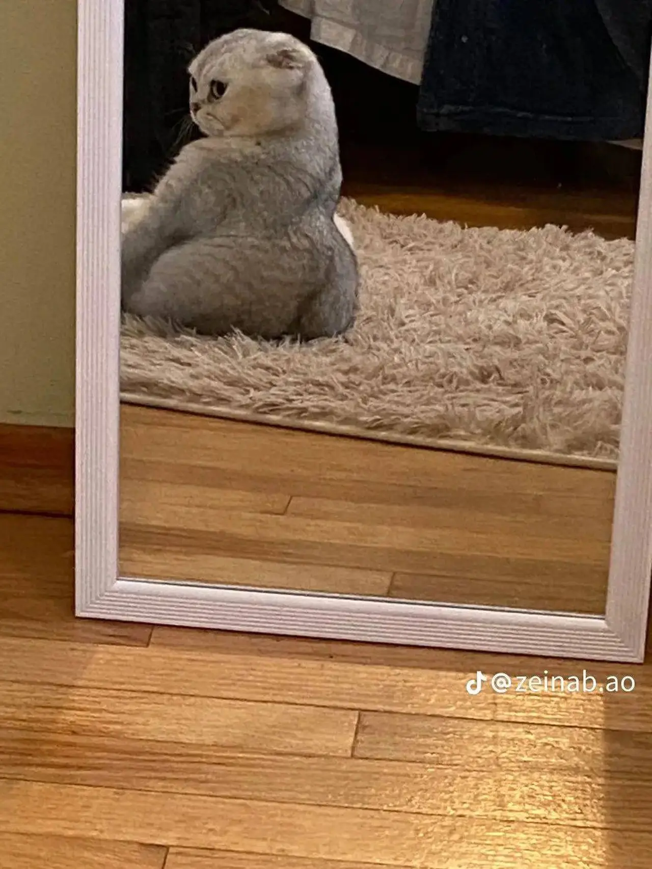 8 Potret Nyeleneh Kucing Tampil Berotot Ini Bikin Tepuk Jidat - Hot ...