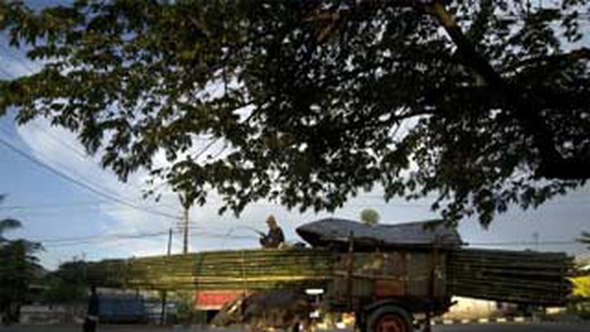 Pedati bermuatan bambu melintasi sebuah kawasan di kota Tegal, Jateng ...