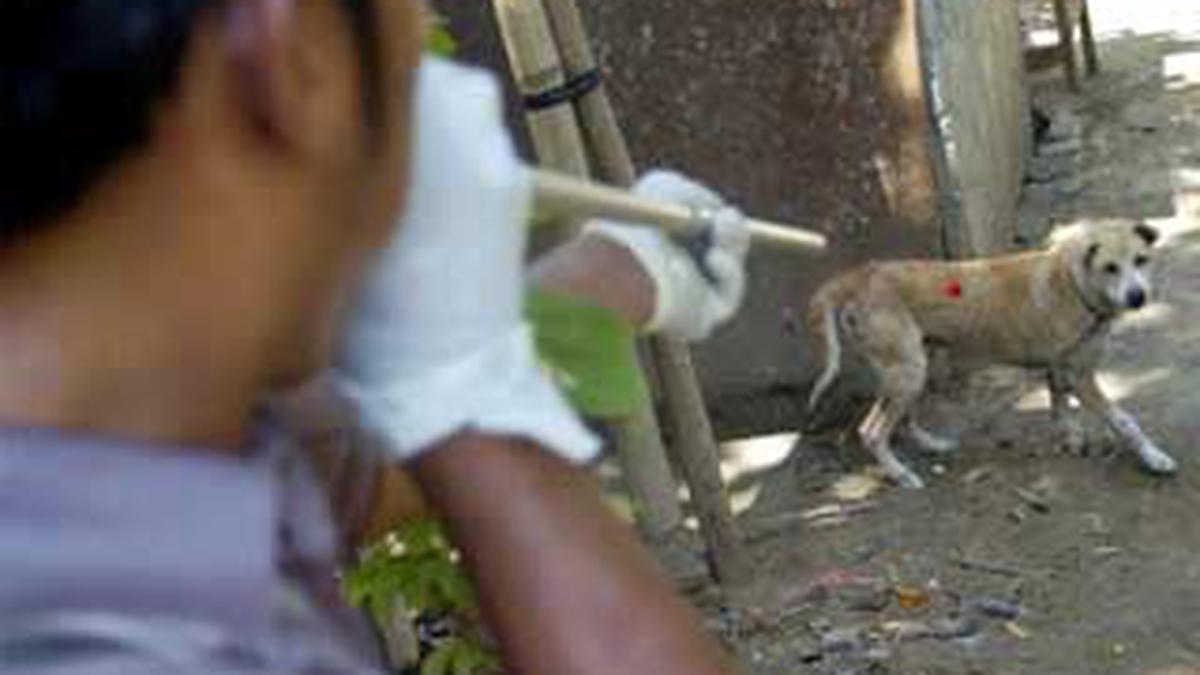 Bali Bertekad Bebas Rabies Tahun 2010 - News Liputan6.com