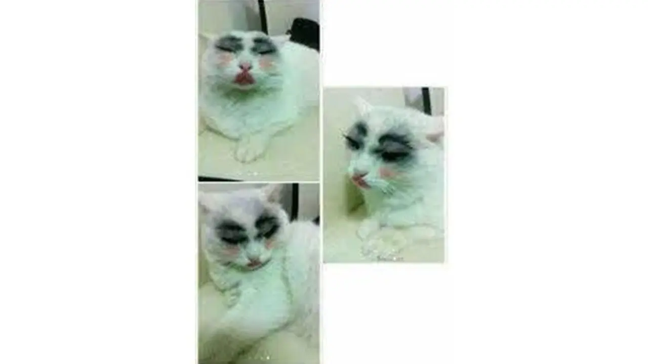 5 Potret Menggemaskan Kucing Saat Pakai Makeup - Hot Liputan6.com