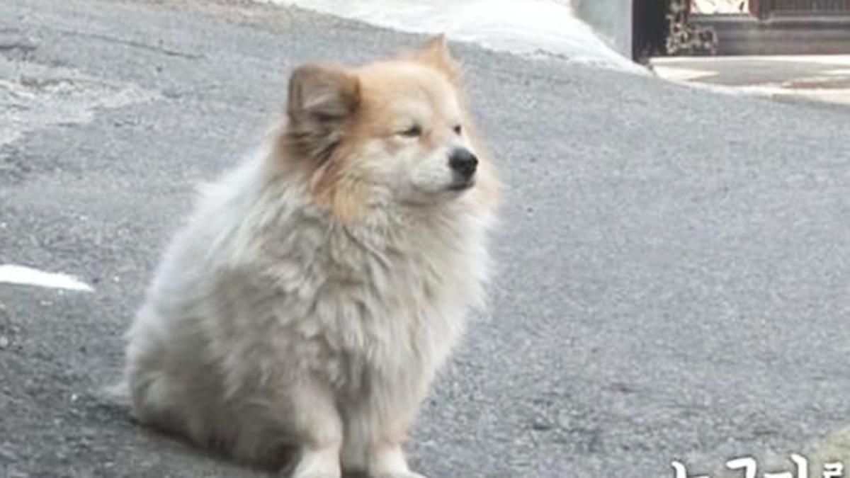 Tunggu Tuan yang Tak Pernah Kembali, Kisah Anjing Ini Sentuh Hati