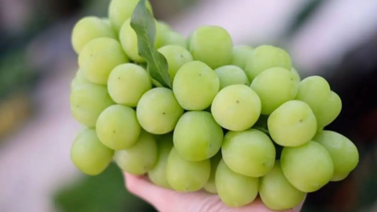 6 Fakta Anggur Muscat, Varietas Anggur Tertua yang Kini Jadi Favorit ...