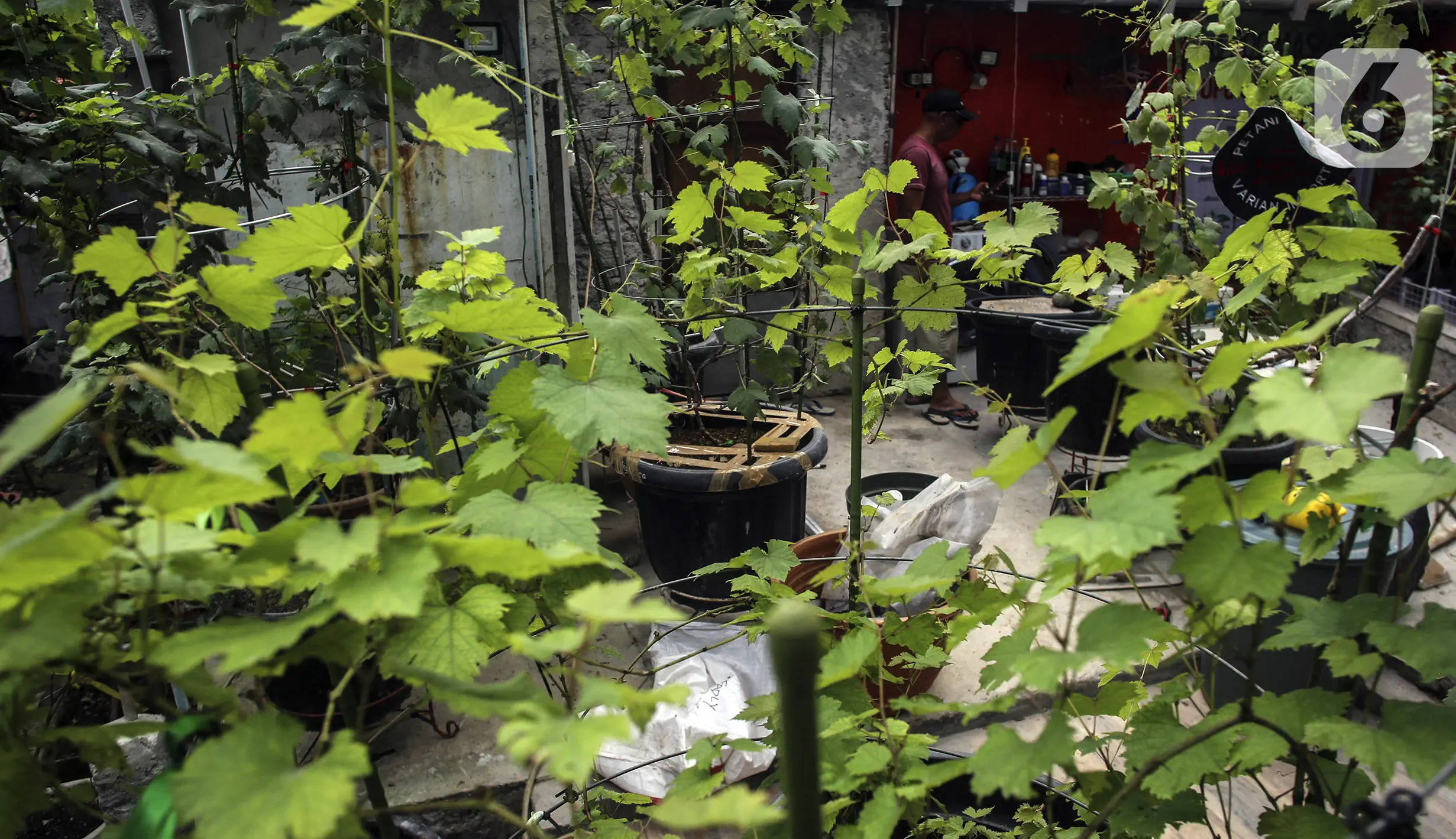 FOTO: Pengembangan Varietas Baru Anggur - Foto Liputan6.com