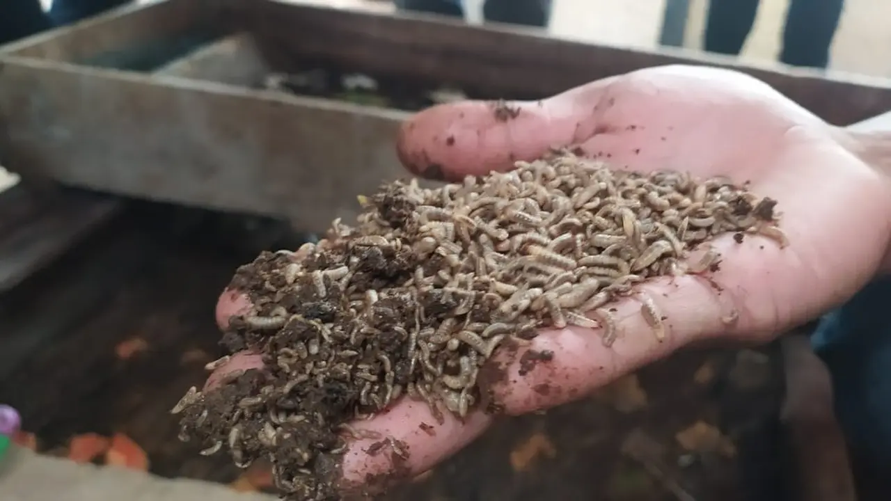 Maggot adalah Larva yang Kaya Manfaat, Cara Budidaya, dan Keuntungannya ...