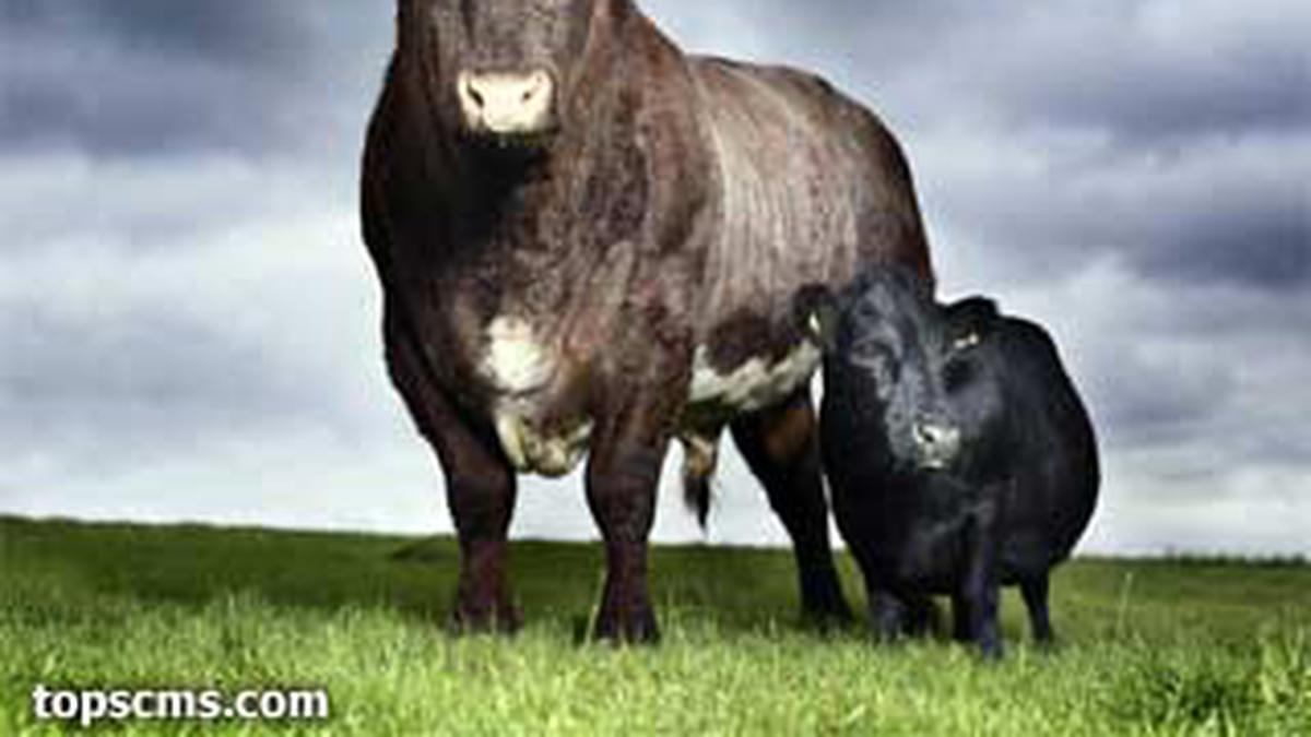 Sapi Terkecil di Dunia - Global Liputan6.com