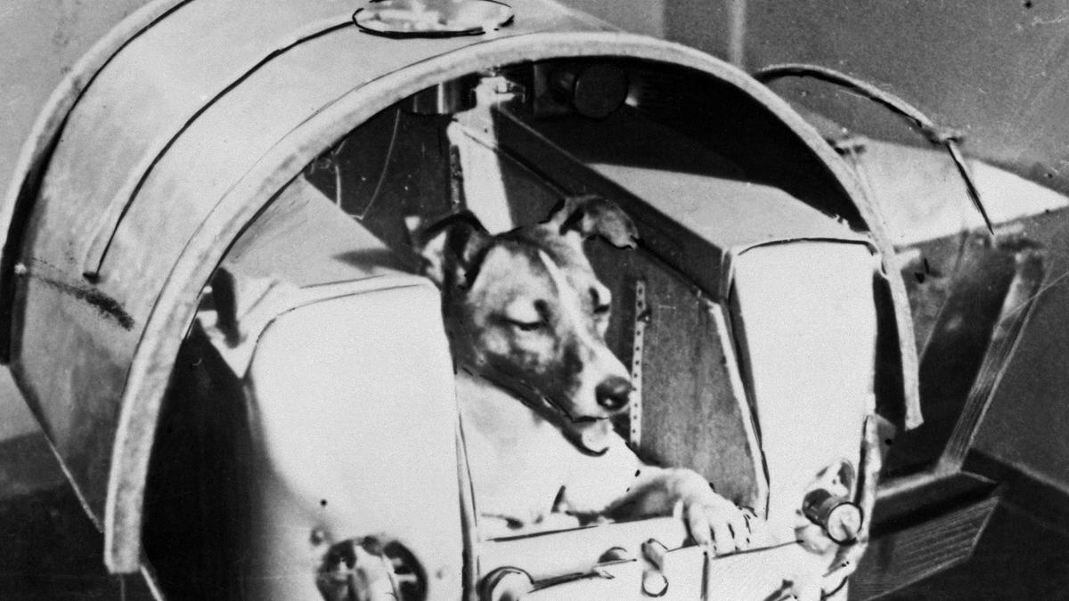 Jadi Objek Percobaan, 4 Hewan Ini Pernah Dikirim ke Angkasa Luar ...