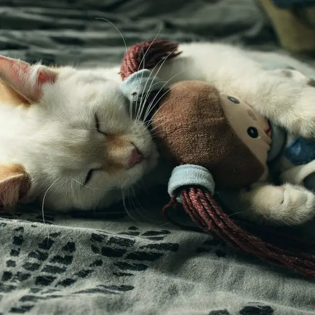 8 Potret Lucu Kucing Ini Bikin Senyum Saat Melihatnya - Citizen6 ...