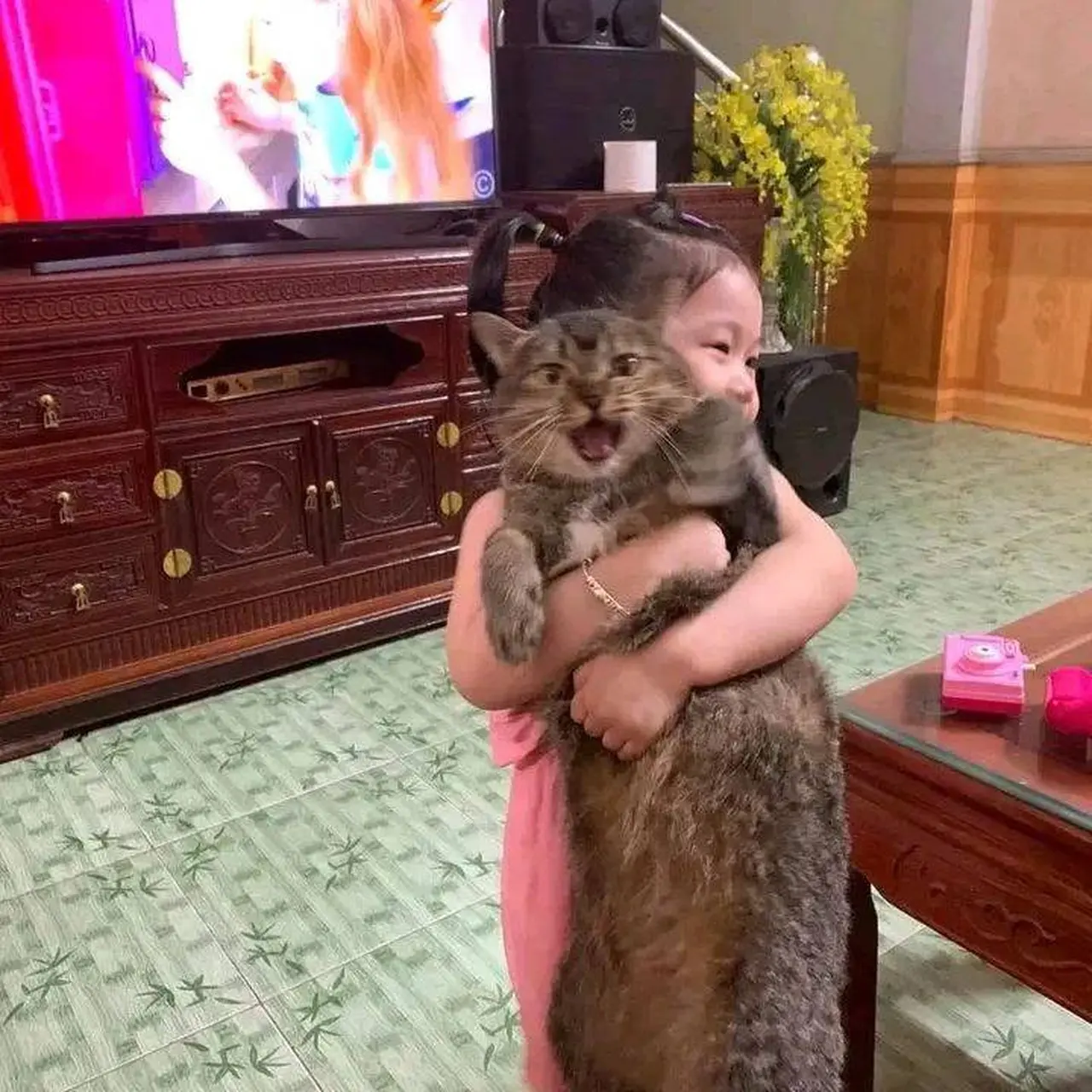 10 Potret Lucu Kucing saat Digendong, Ada yang Dipeluk Hingga Pakai ...