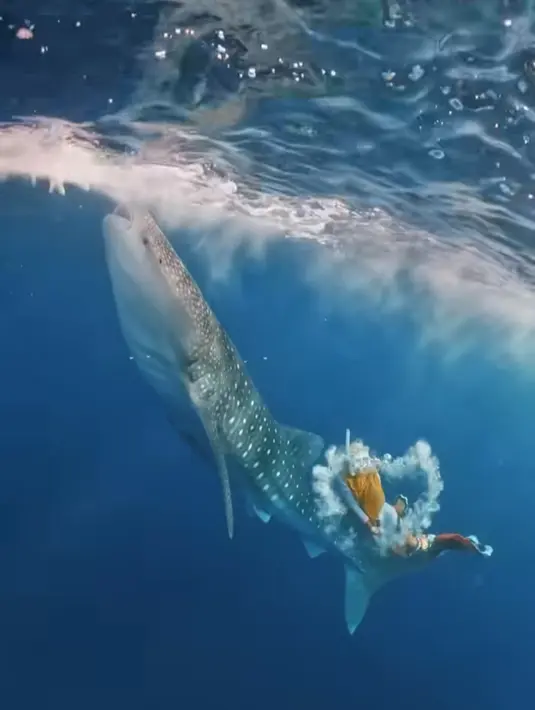 Foto Bahagia Ria Ricis Berenang Bareng Hiu Paus di Tengah Cerai dari ...