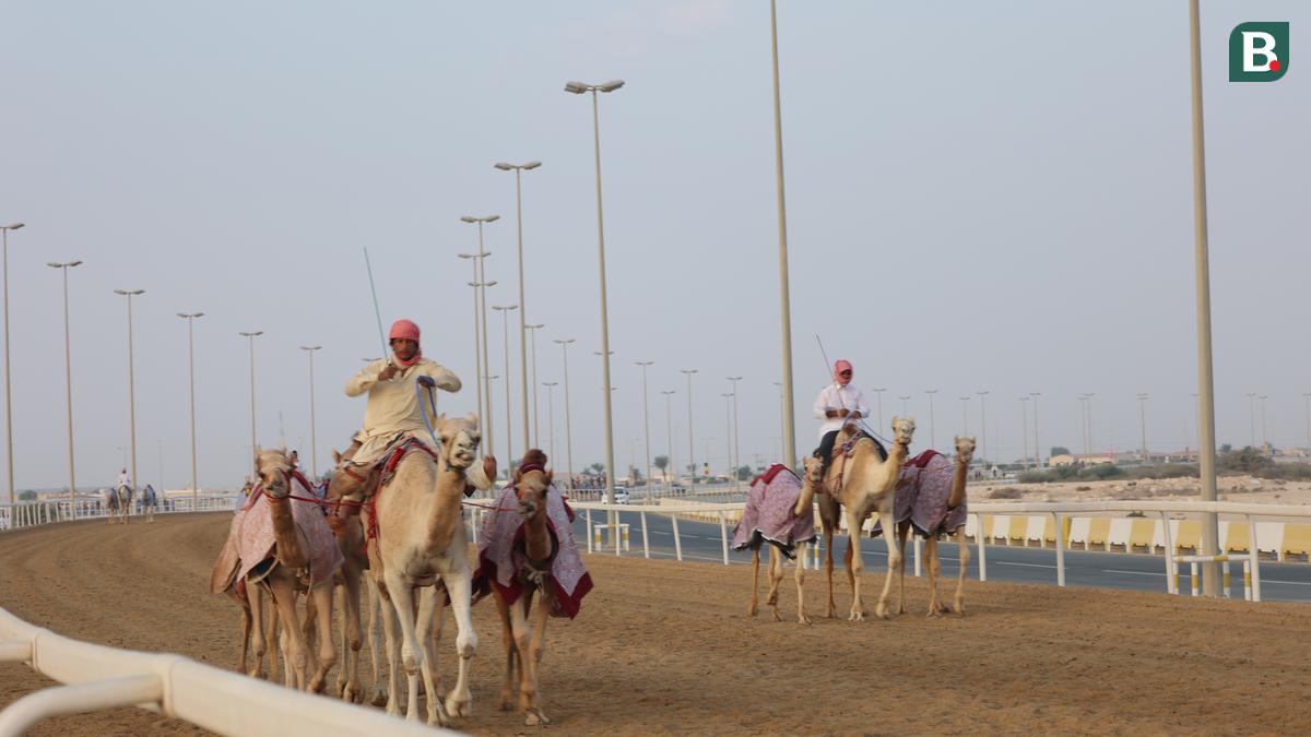 Deretan Fakta Menarik Balap Unta di Qatar: Digerakkan Robot, Siaran ...