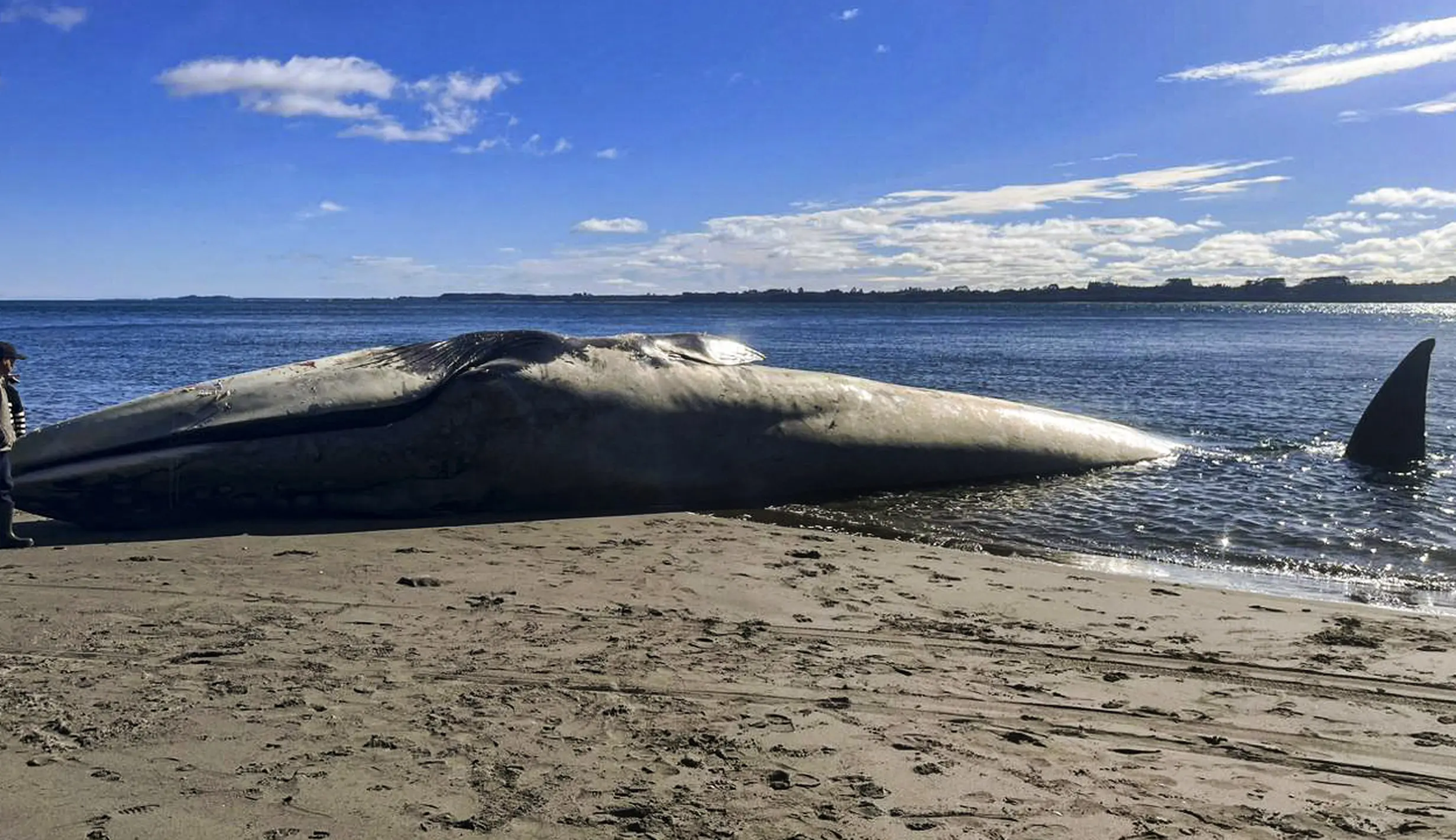 Penampakan Paus Biru, Hewan Terbesar di Bumi yang Terdampar di Pantai ...