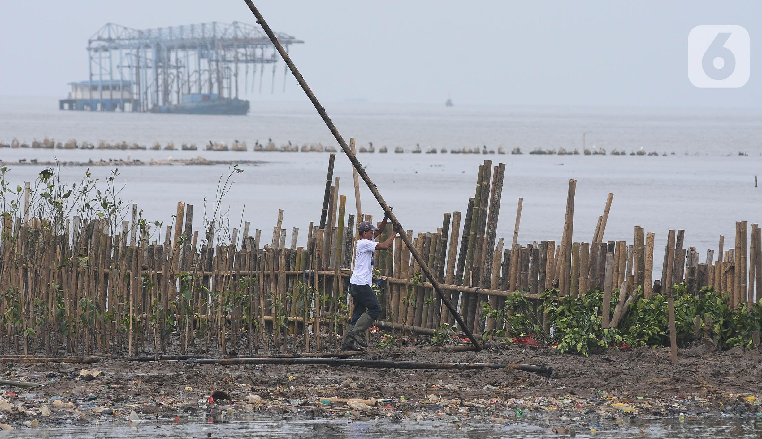 PLN Nusantara Tanam 5.000 Mangrove di Ecomarine Muara Angke