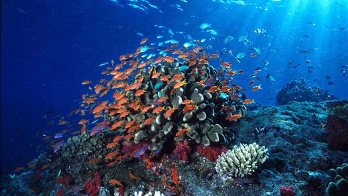 Lihat 10 Potret Makhluk Laut Cantik Ini, Bikin Jiwa Tenang dan Adem