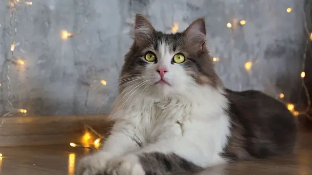 Ras Kucing yang Cocok untuk Kamu Berdasarkan Zodiak, Cek Disini - Hot ...