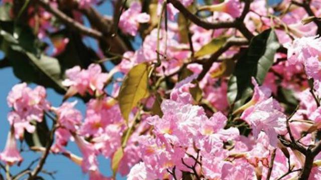 6 Potret Bunga Tabebuya Mulai Percantik Surabaya - Surabaya Liputan6.com