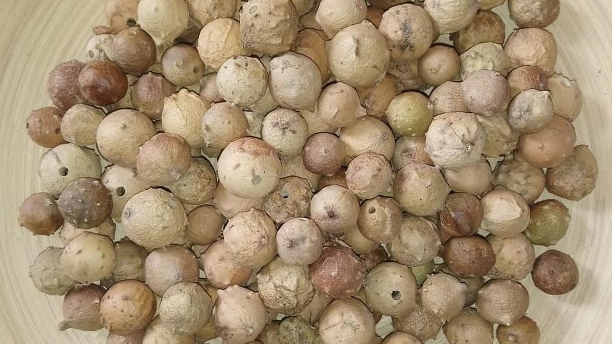 Manfaat Manjakani untuk Miss V, Bahan Utama Jamu Kewanitaan - Lifestyle ...