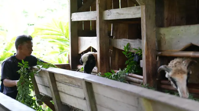 Kurangi Emisi Karbon, PLN Resmikan Pengembangan Ekosistem Biomassa di ...