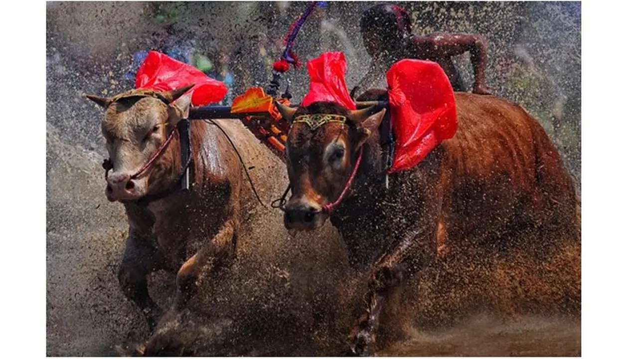 5 Tradisi Unik Suku Madura yang Masih Dilestarikan - Surabaya Liputan6.com