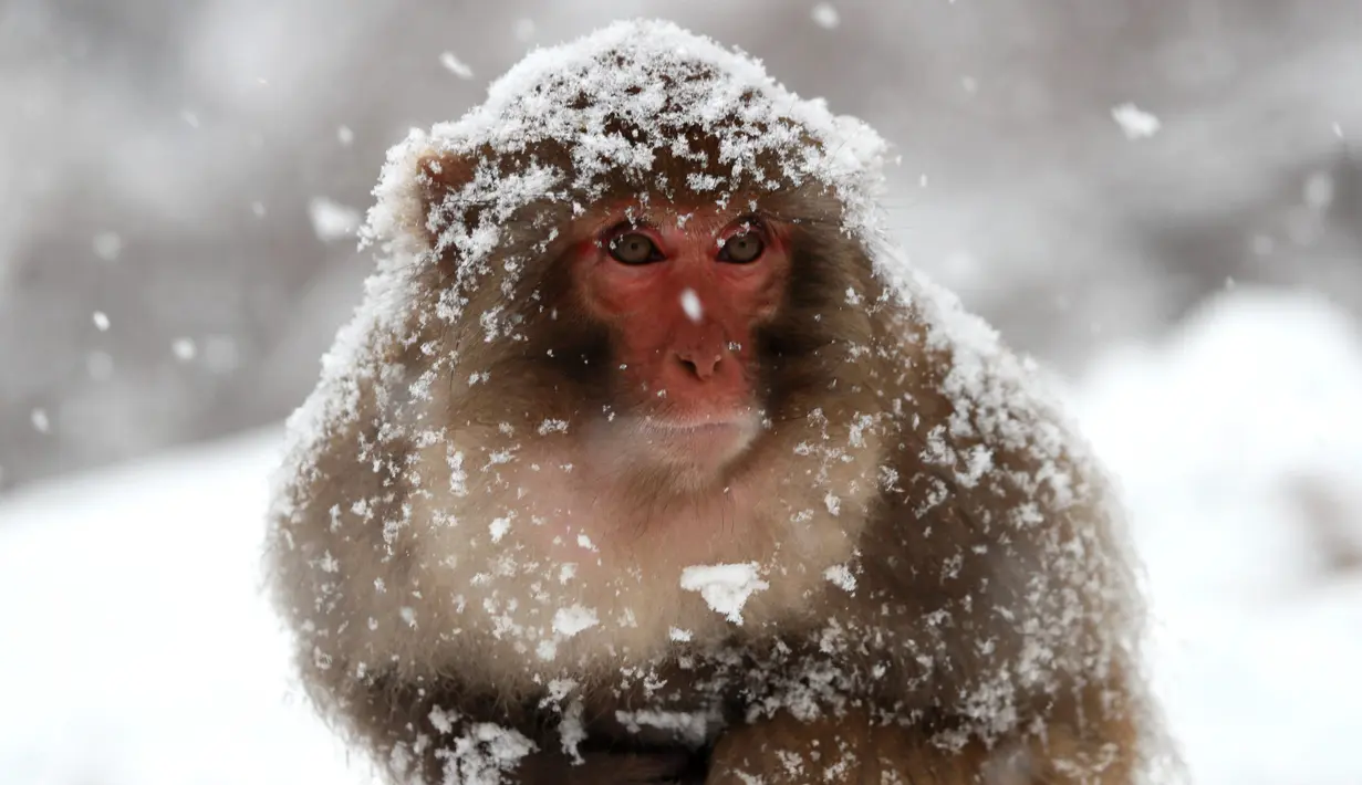 FOTO: Karena Penasaran, Ini Tingkah Lucu Kera yang Akrab dengan ...