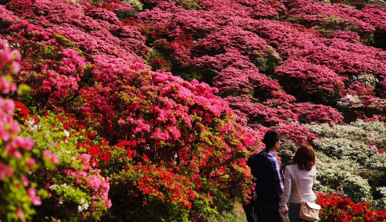 FOTO: Memesona, Hamparan Bunga Azalea Mengelilingi Taman di Jepang ...