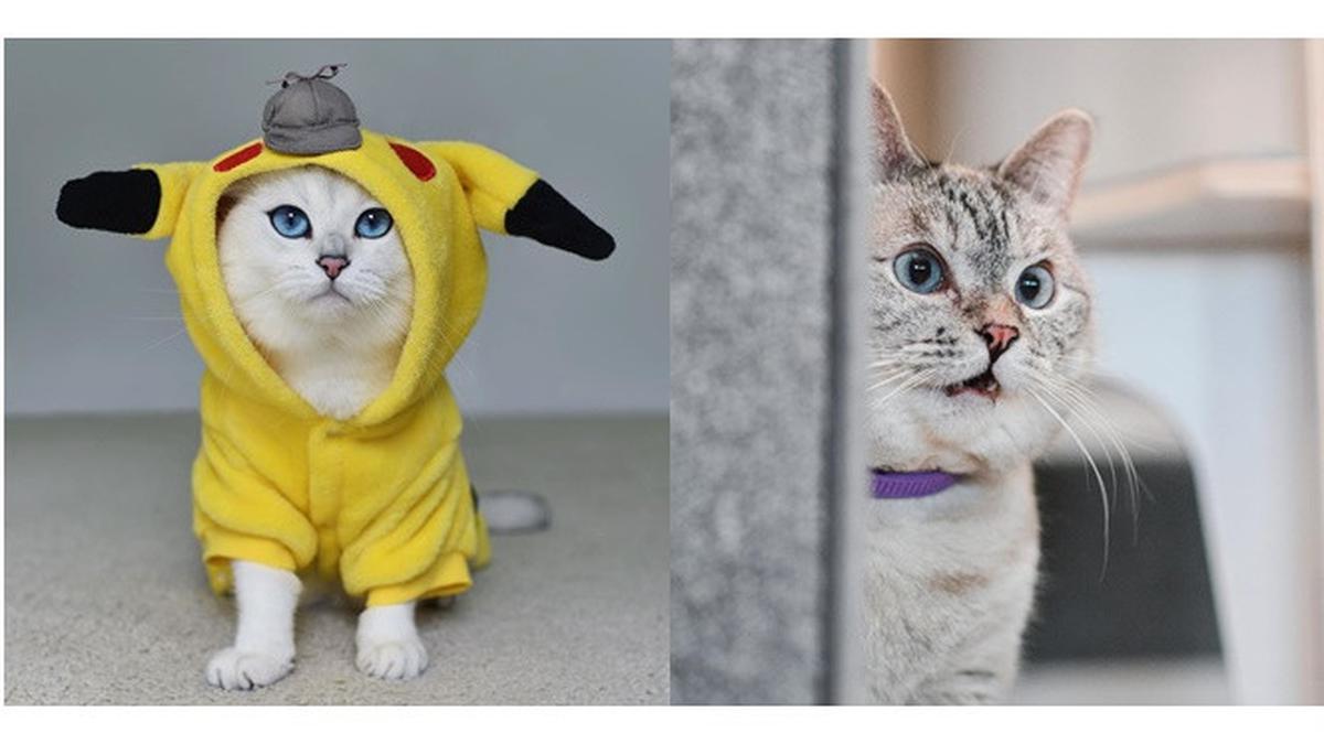 Bak Selebgram, 5 Akun Instagram Kucing Ini Punya Banyak Followers - Hot ...