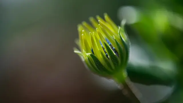 Mitos Bunga Tanjung yang Perlu Diketahui - Ragam Bola.com