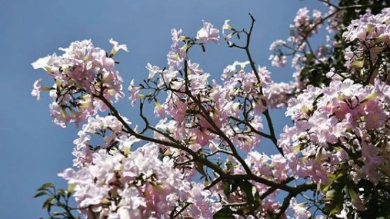 6 Potret Bunga Tabebuya Mulai Percantik Surabaya - Surabaya Liputan6.com