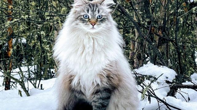 Berat Capai 8 Hingga 20 Kg, Ini 7 Potret Ras Kucing Terbesar di Dunia