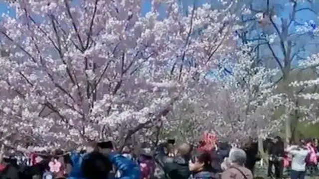 Arus Lalu Lintas Puncak Macet hingga Wisata Musim Semi di China - TV ...