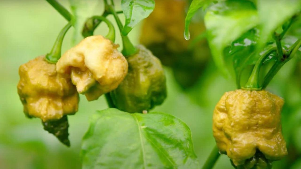 Pepper X Pecahkan Rekor Sebagai Cabai Terpedas di Dunia Versi Guinness ...