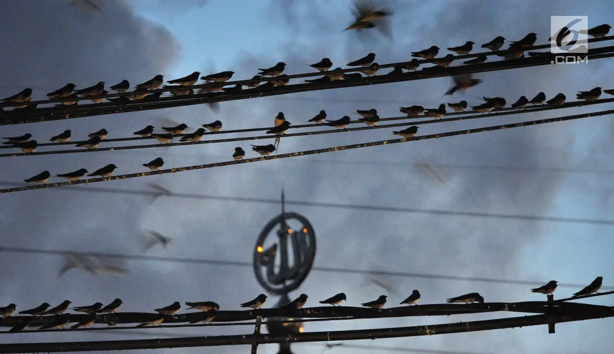 FOTO: Ribuan Burung Migrasi Penuhi Langit Kota Semarang - Foto Liputan6.com